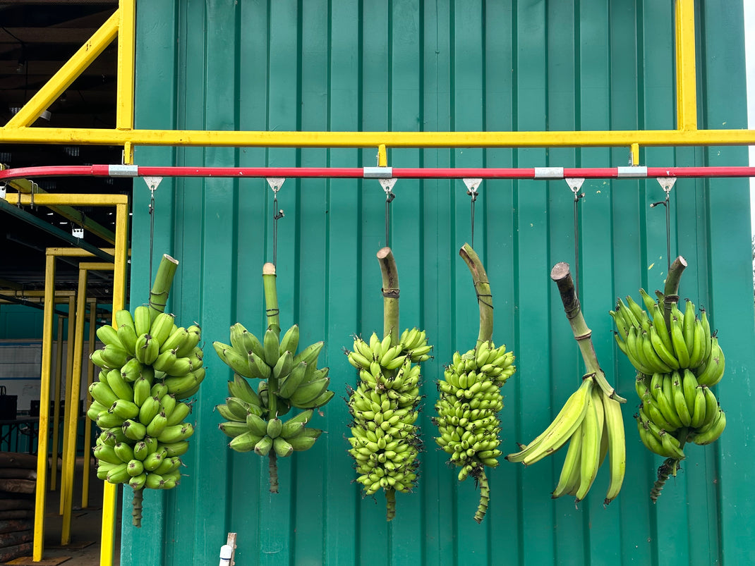 Over 150 Unique Banana Varieties – Hawaiʻi Banana Source