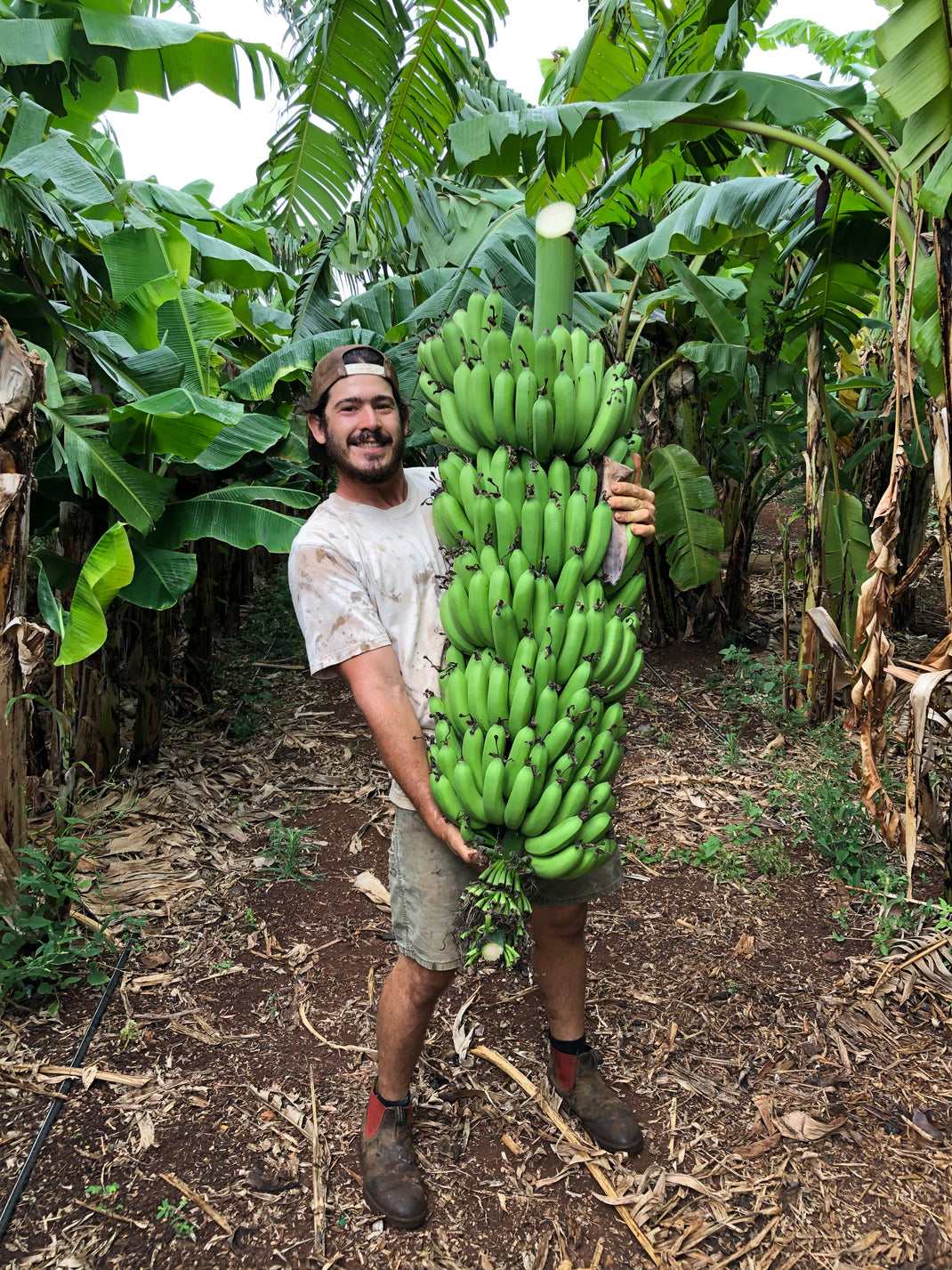 About Farmer Gabe – Hawaiʻi Banana Source