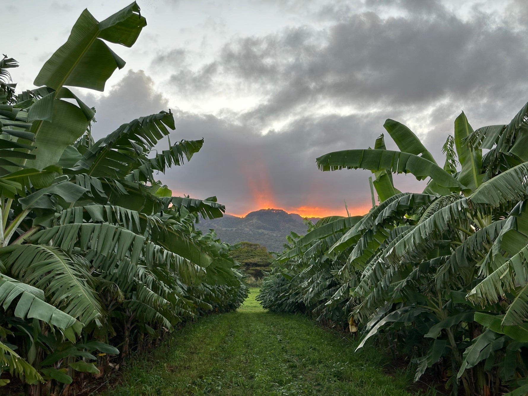 Hawaii Banana Source – Hawaiʻi Banana Source