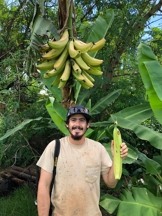 Over 150 Unique Banana Varieties – Hawaiʻi Banana Source