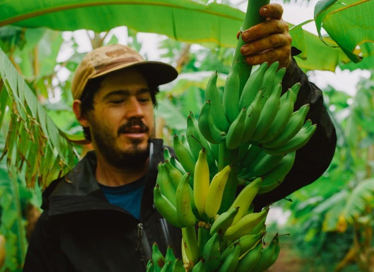 Hawaii Banana Source – Hawaiʻi Banana Source